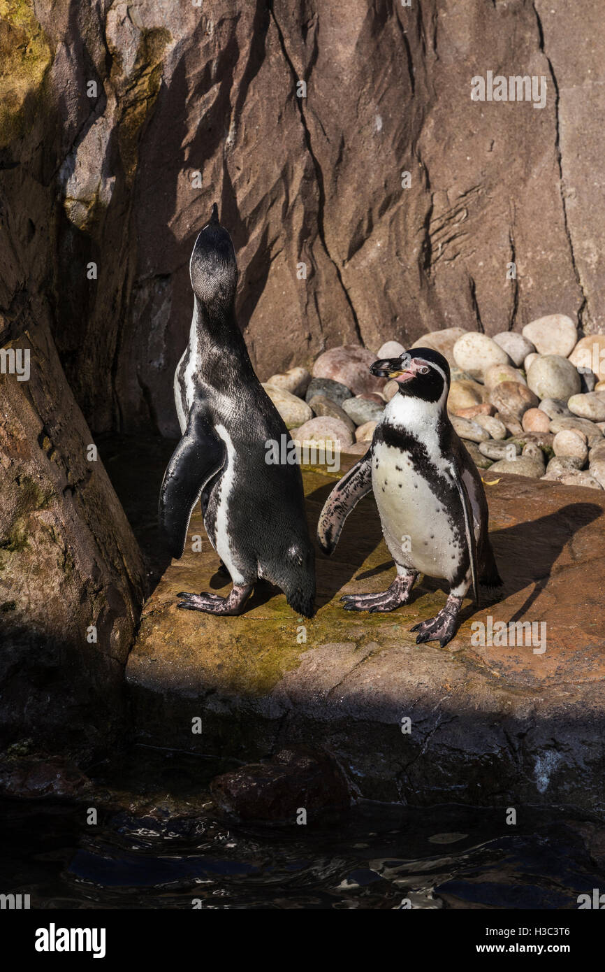 Pair of Humboldt Penguins also known as Peruvian Penguins Stock Photo ...