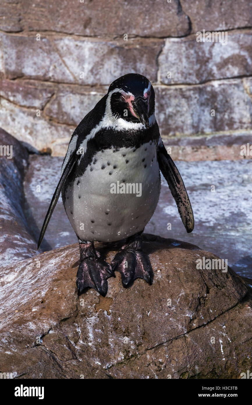 Humboldt Penguin also known as Peruvian Penguin Stock Photo - Alamy