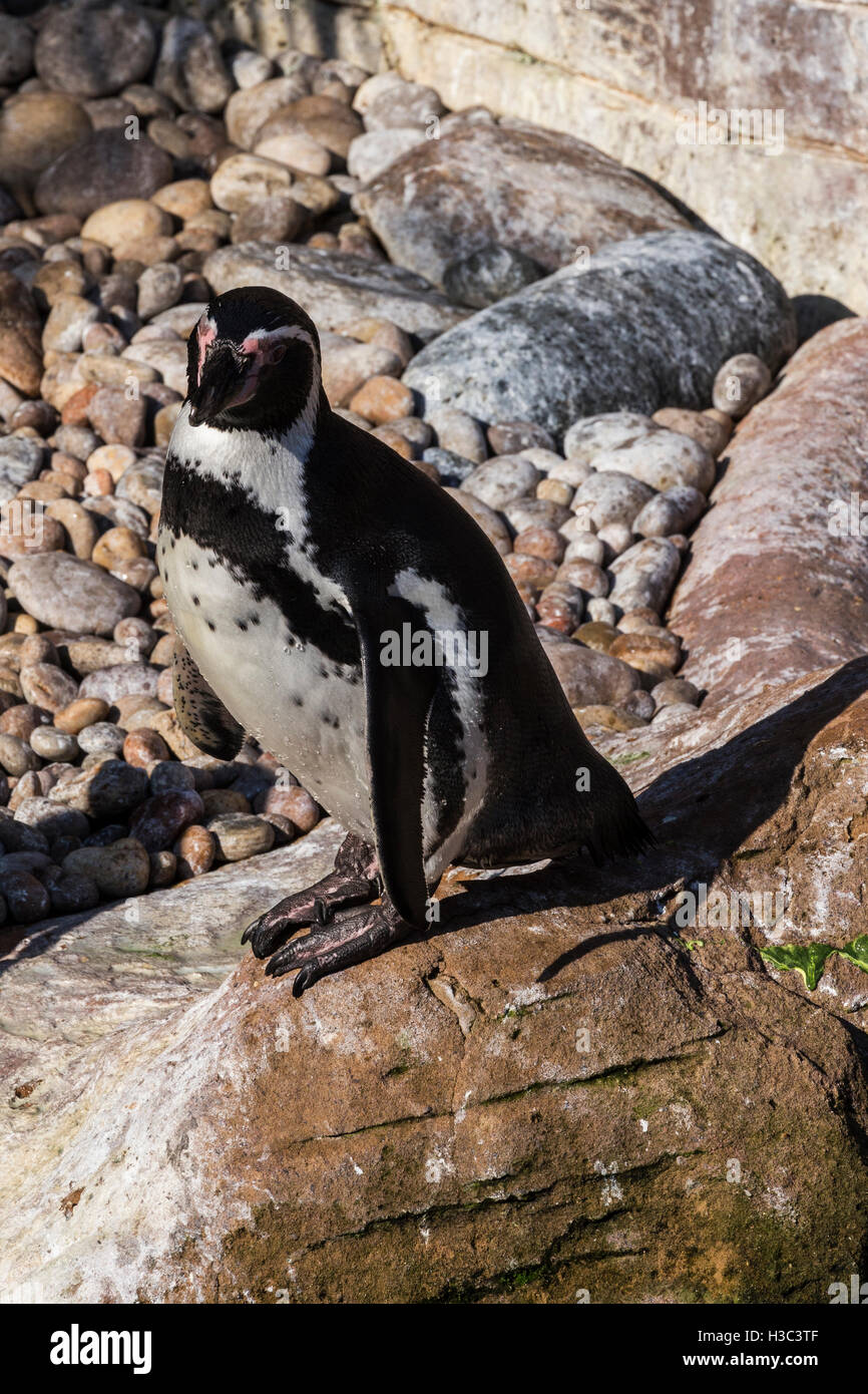 Humboldt Penguin also known as Peruvian Penguin Stock Photo - Alamy
