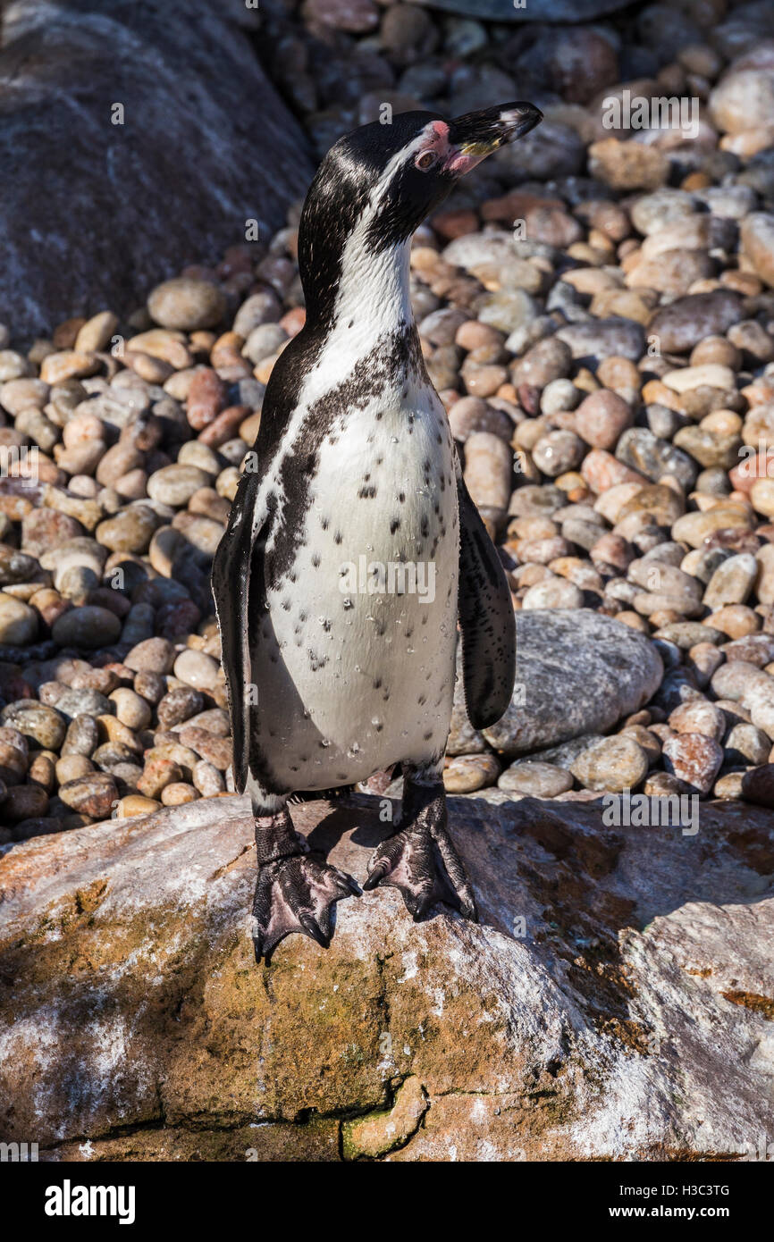 Humboldt Penguin also known as Peruvian Penguin Stock Photo - Alamy