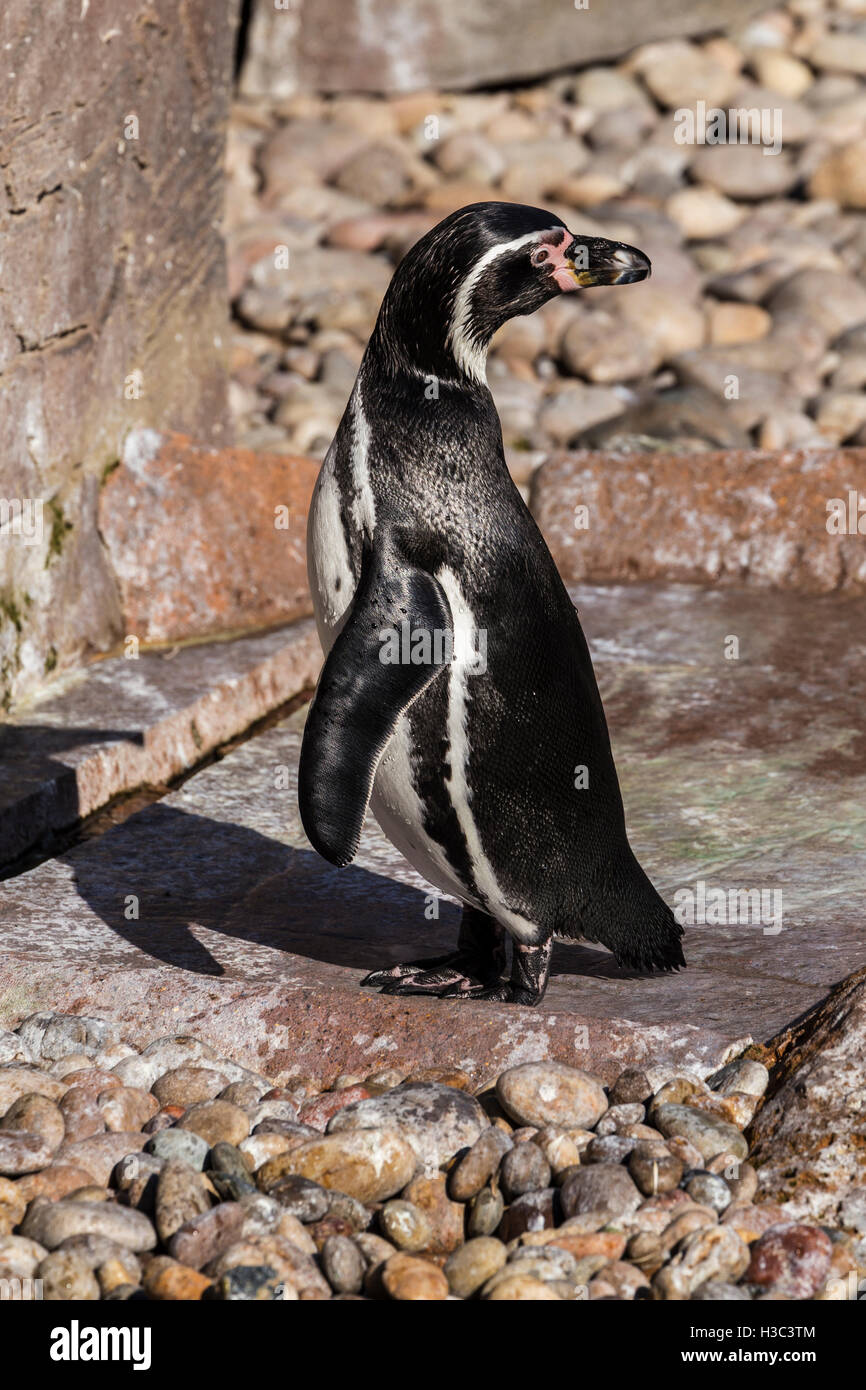 Humboldt Penguin also known as Peruvian Penguin Stock Photo - Alamy
