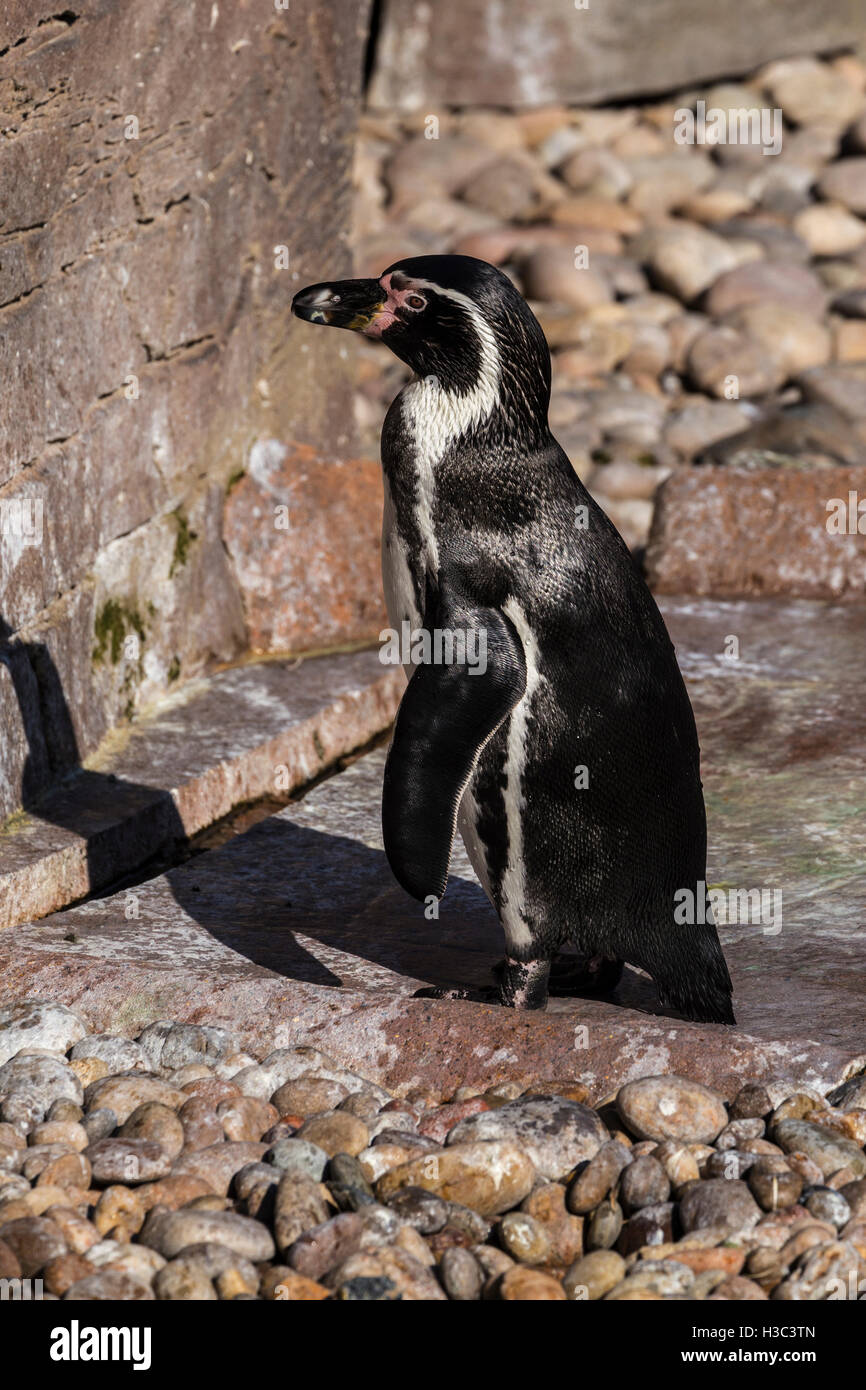 Humboldt Penguin also known as Peruvian Penguin Stock Photo - Alamy