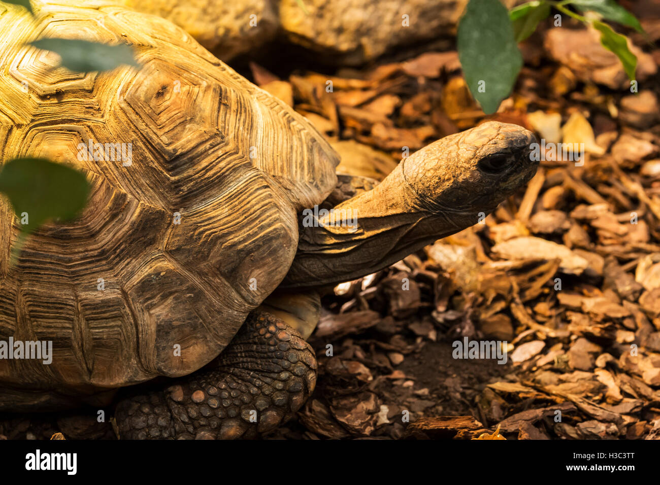 Head of Tortoise Appearing from Shell Stock Photo - Alamy