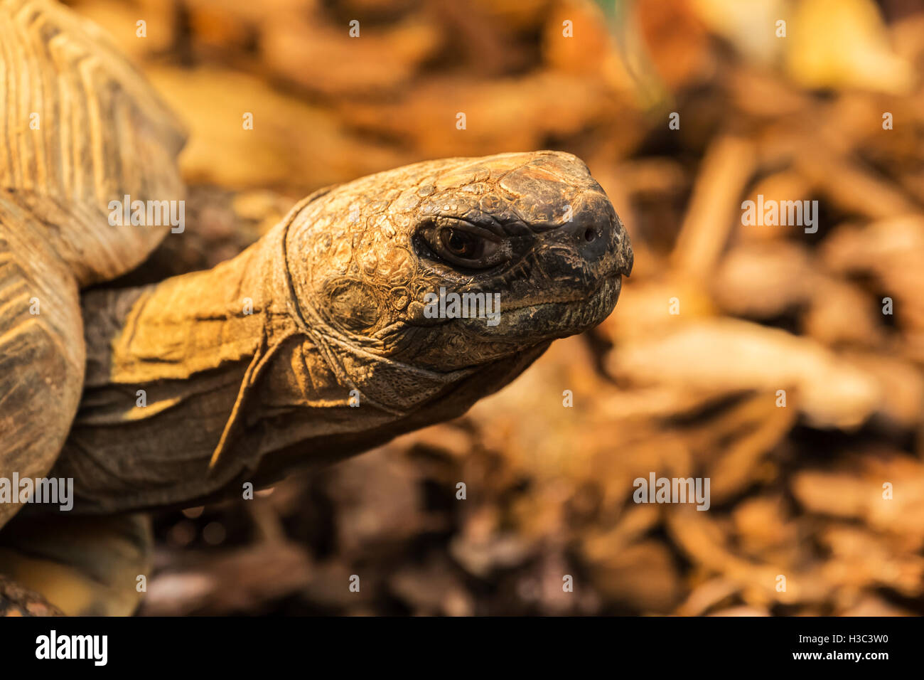 Head of Tortoise Stock Photo - Alamy