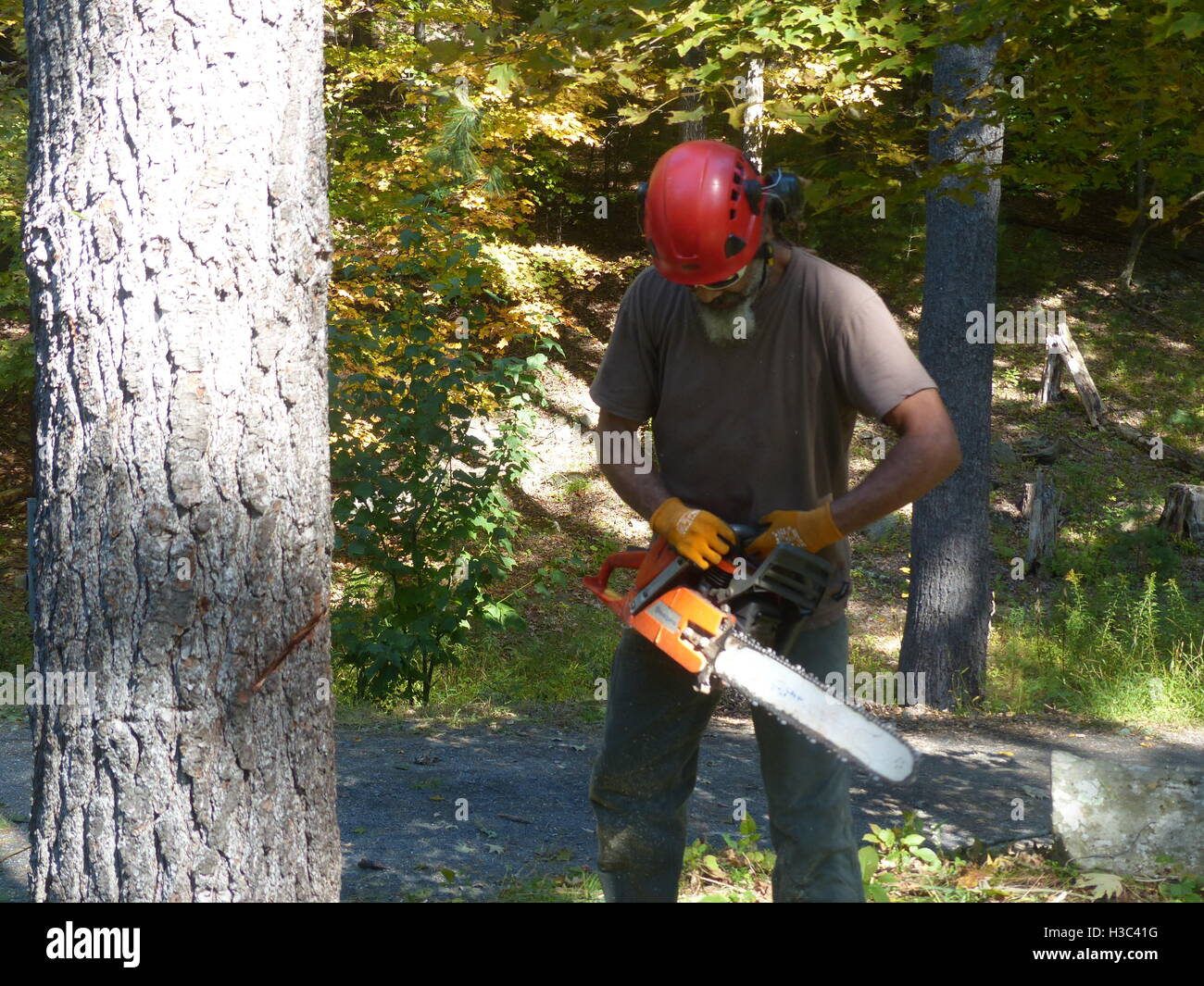 Lumberjack cutting down pine tree with Husqvarna chain saw Stock Photo ...