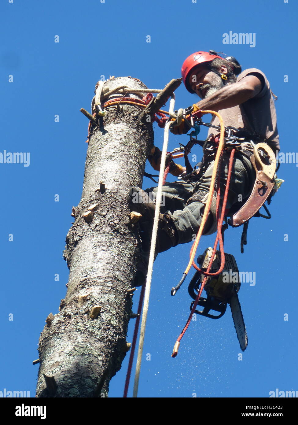 Tree climbing gear hi-res stock photography and images - Alamy
