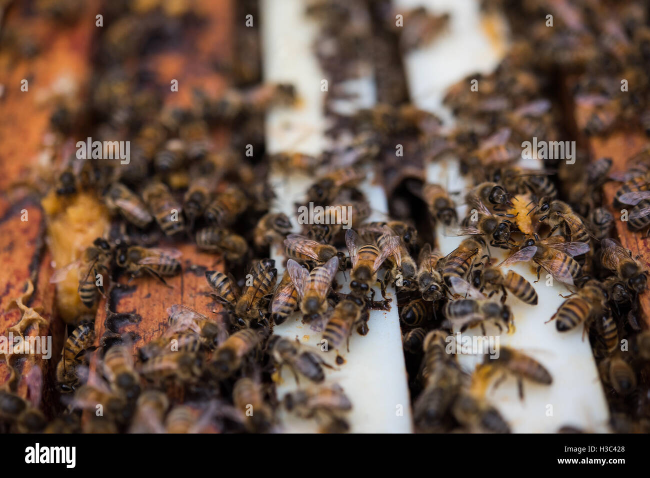 Bees on honeycomb frame Stock Photo - Alamy