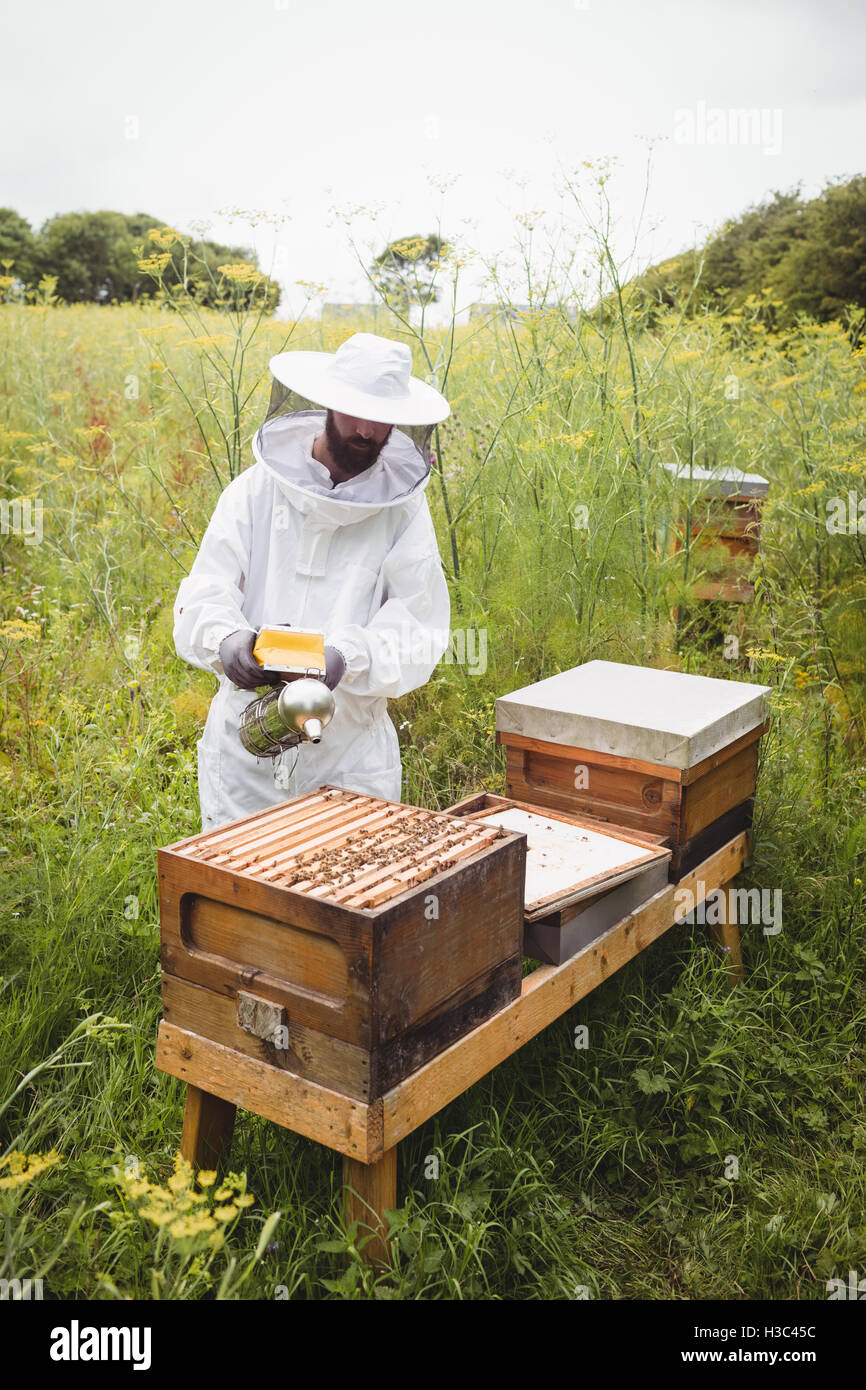 Beekeeper using bee smoker Stock Photo - Alamy