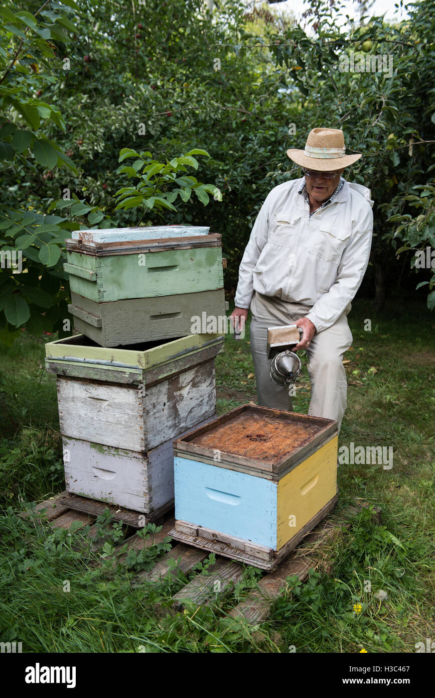 Beekeeper working with a smoker in apiary garden Stock Photo - Alamy