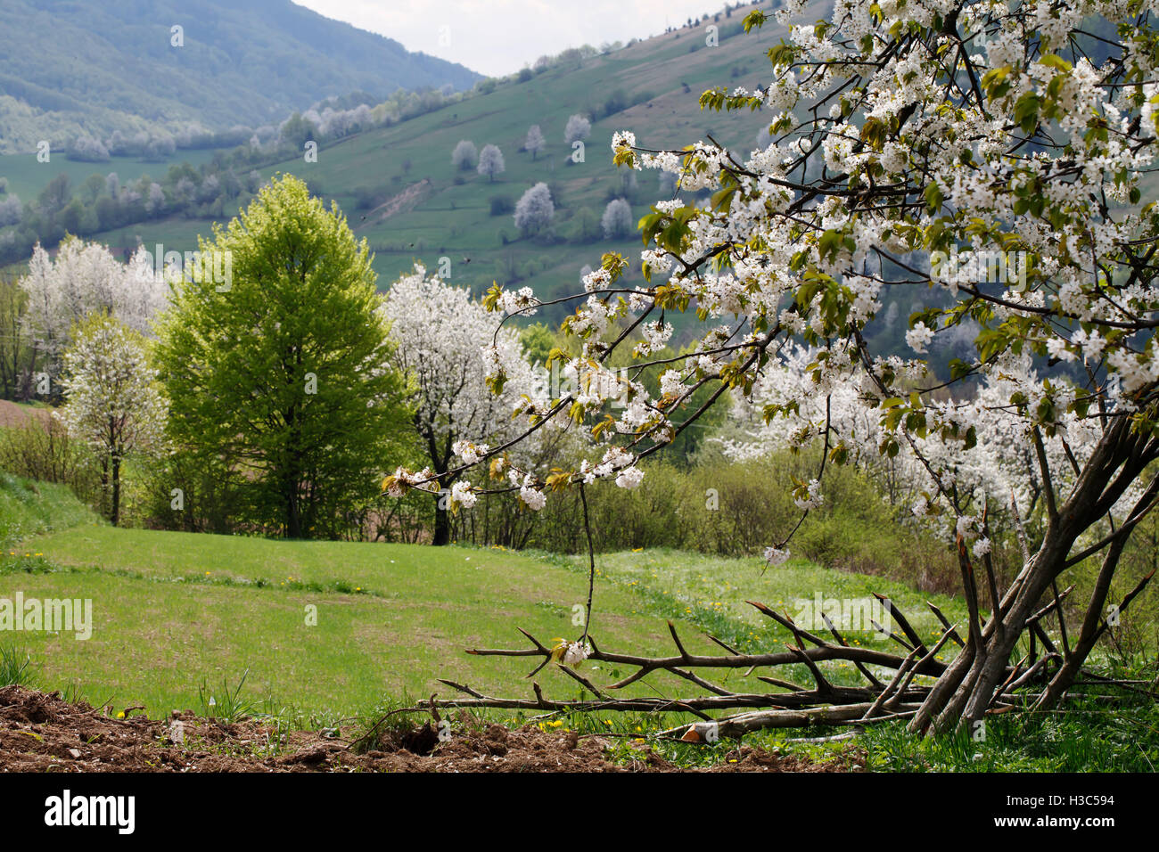 spring mountain landscape, flowering tree, green grass Stock Photo - Alamy
