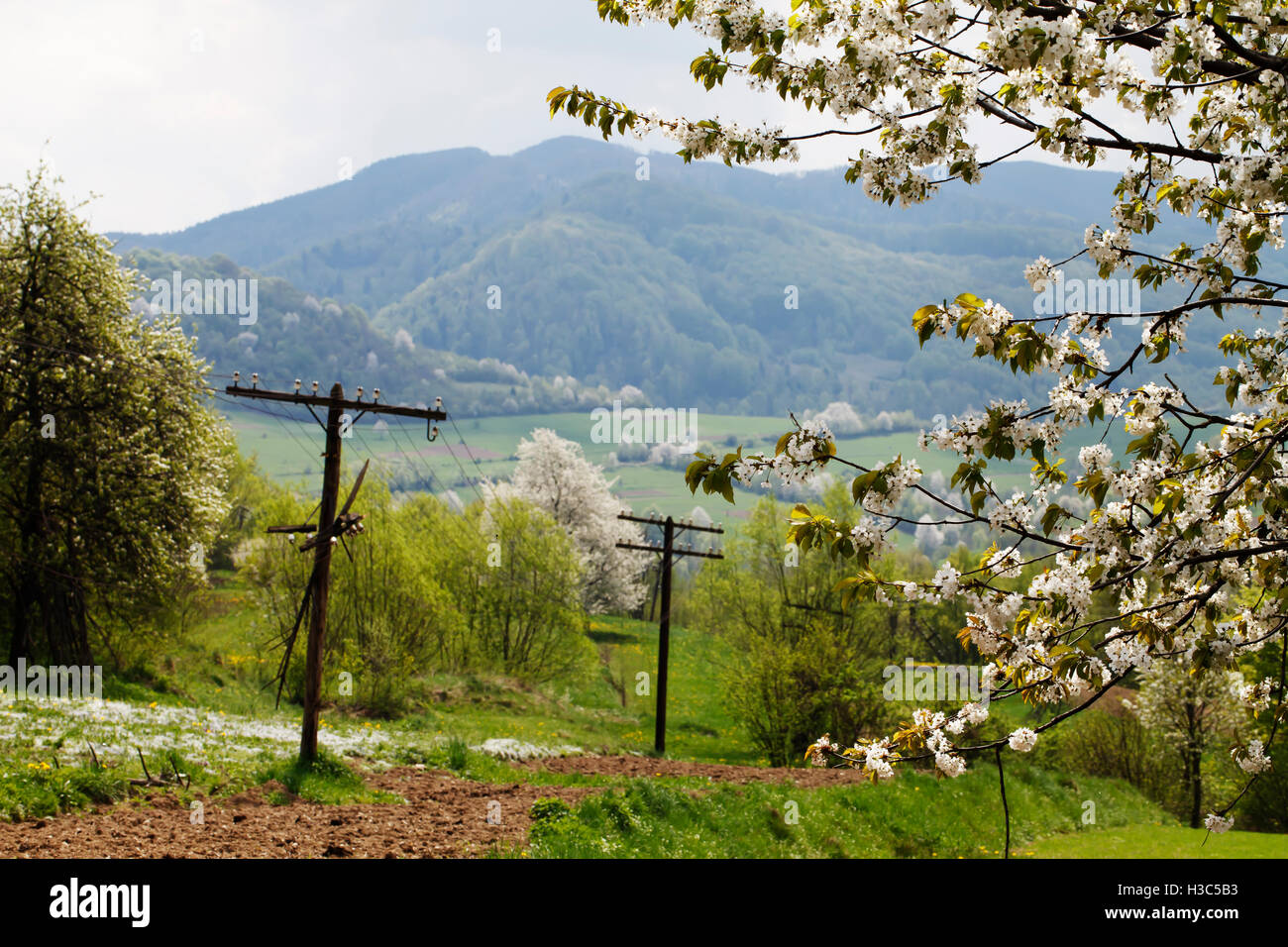 spring mountain landscape, flowering tree, green grass Stock Photo - Alamy