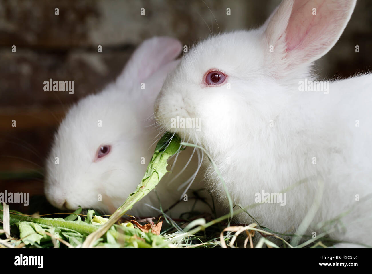 Hairy rabbit hi-res stock photography and images - Alamy