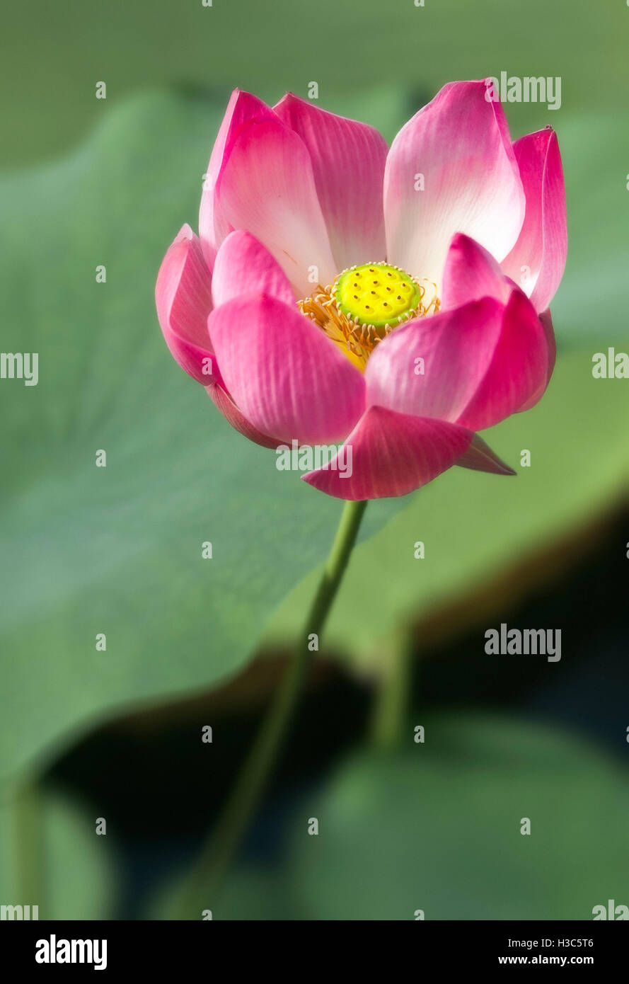 Momo botan lotus hi-res stock photography and images - Alamy