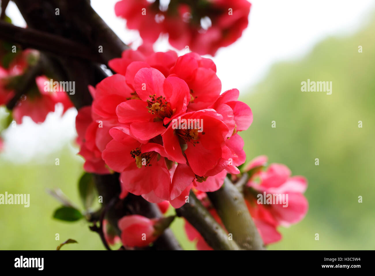 The bright red flowers in spring , nice natural background Stock Photo ...