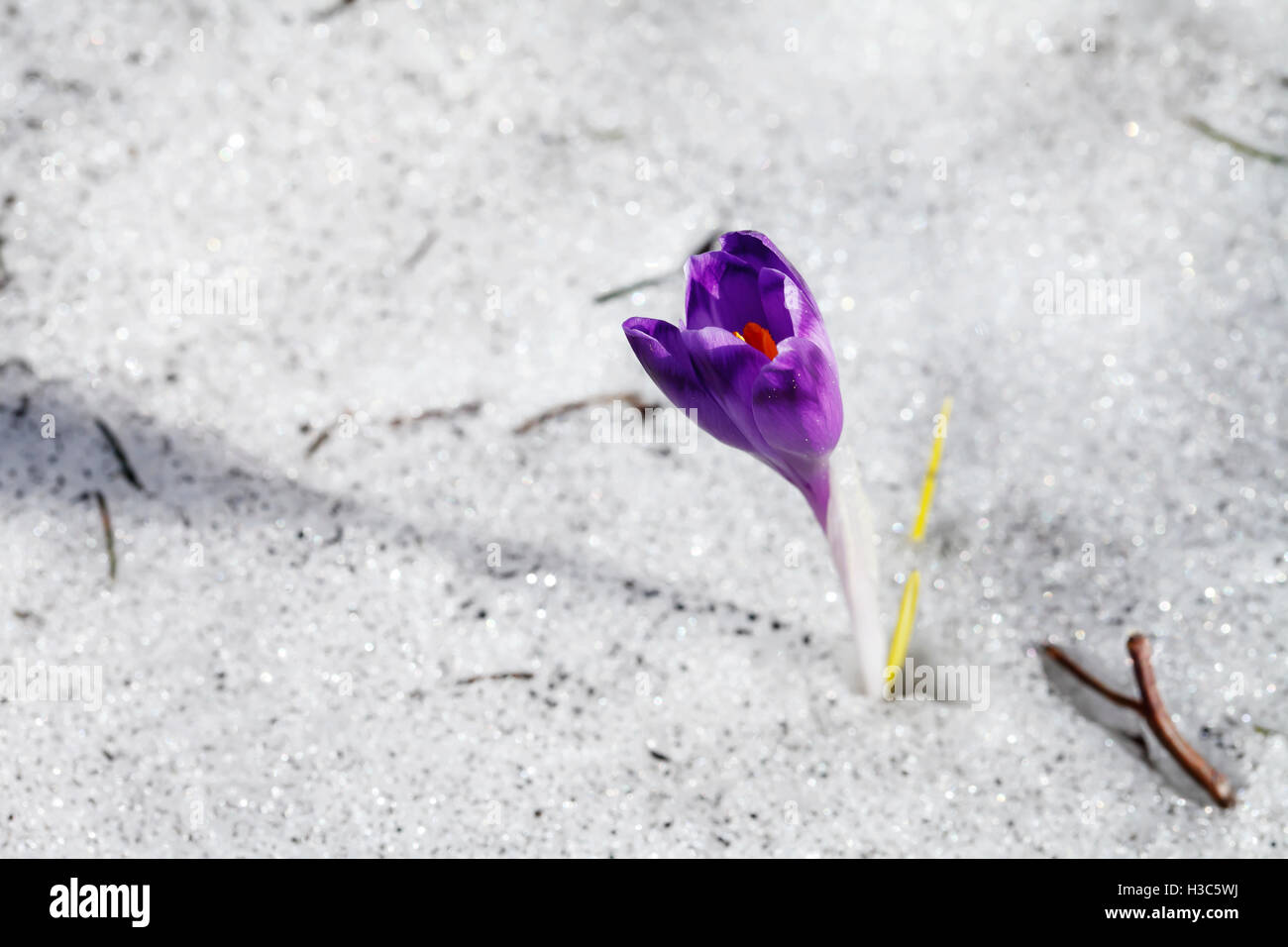 Purple ice plant hi-res stock photography and images - Alamy