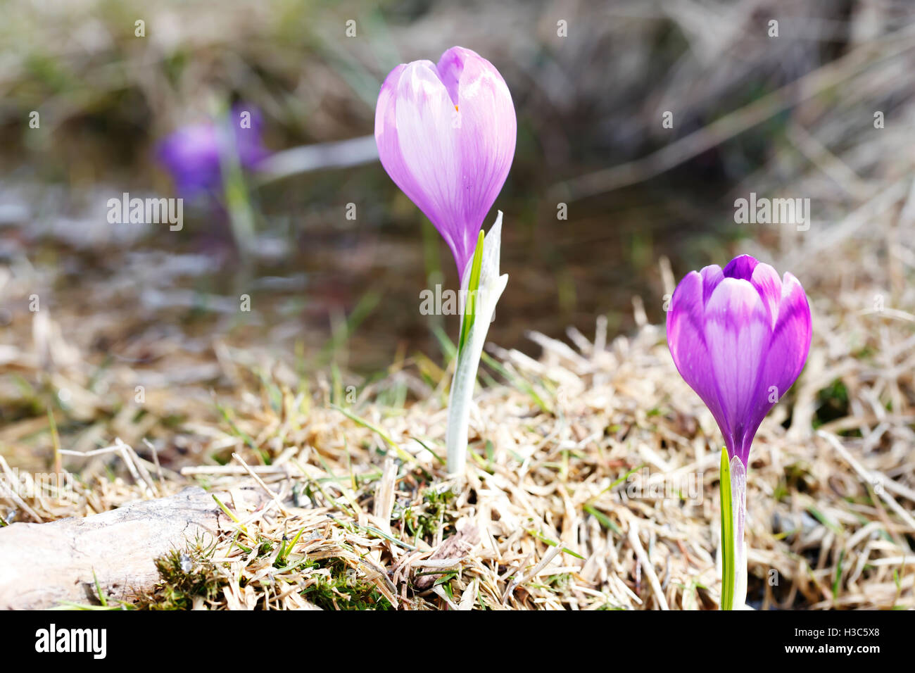Spring, the first flowers, colorful crocuses blooming, beautiful nature ...