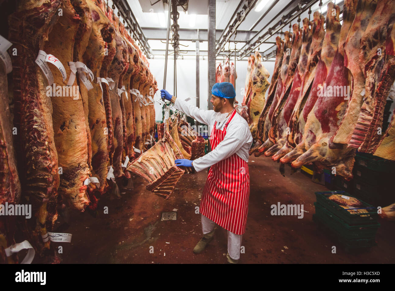 Butcher hanging red meat in storage room Stock Photo - Alamy