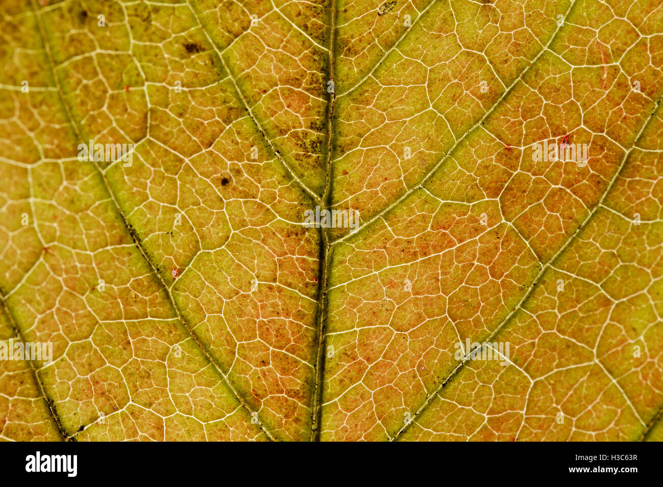 leaf texture close-up, close-up shot of fiber, nature, background Stock ...