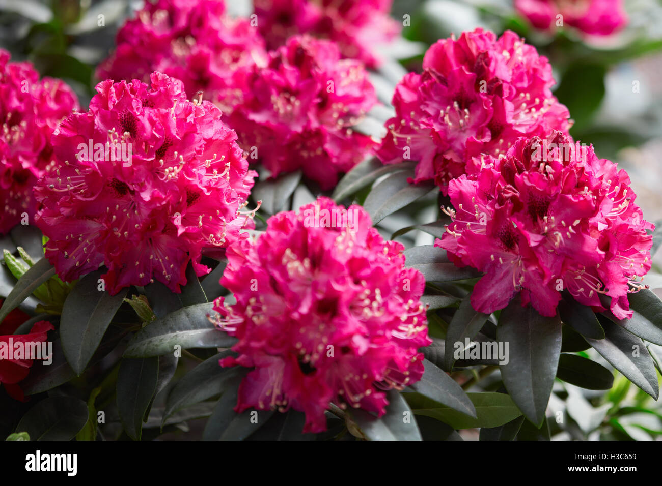 Red flowers rhododendron bush spring hi-res stock photography and ...