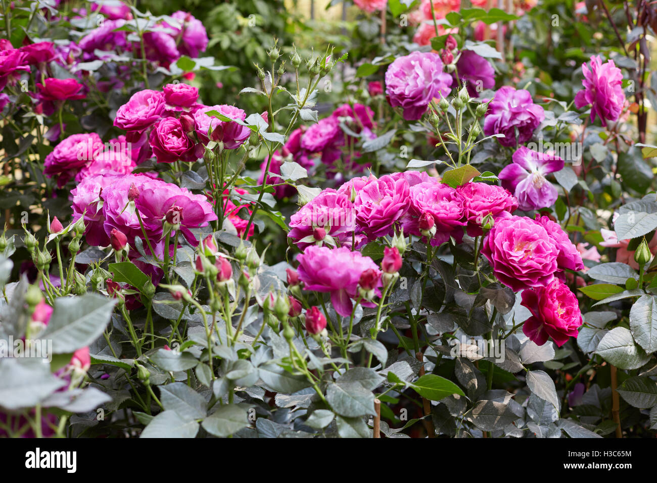 Rose garden with pink roses Stock Photo - Alamy