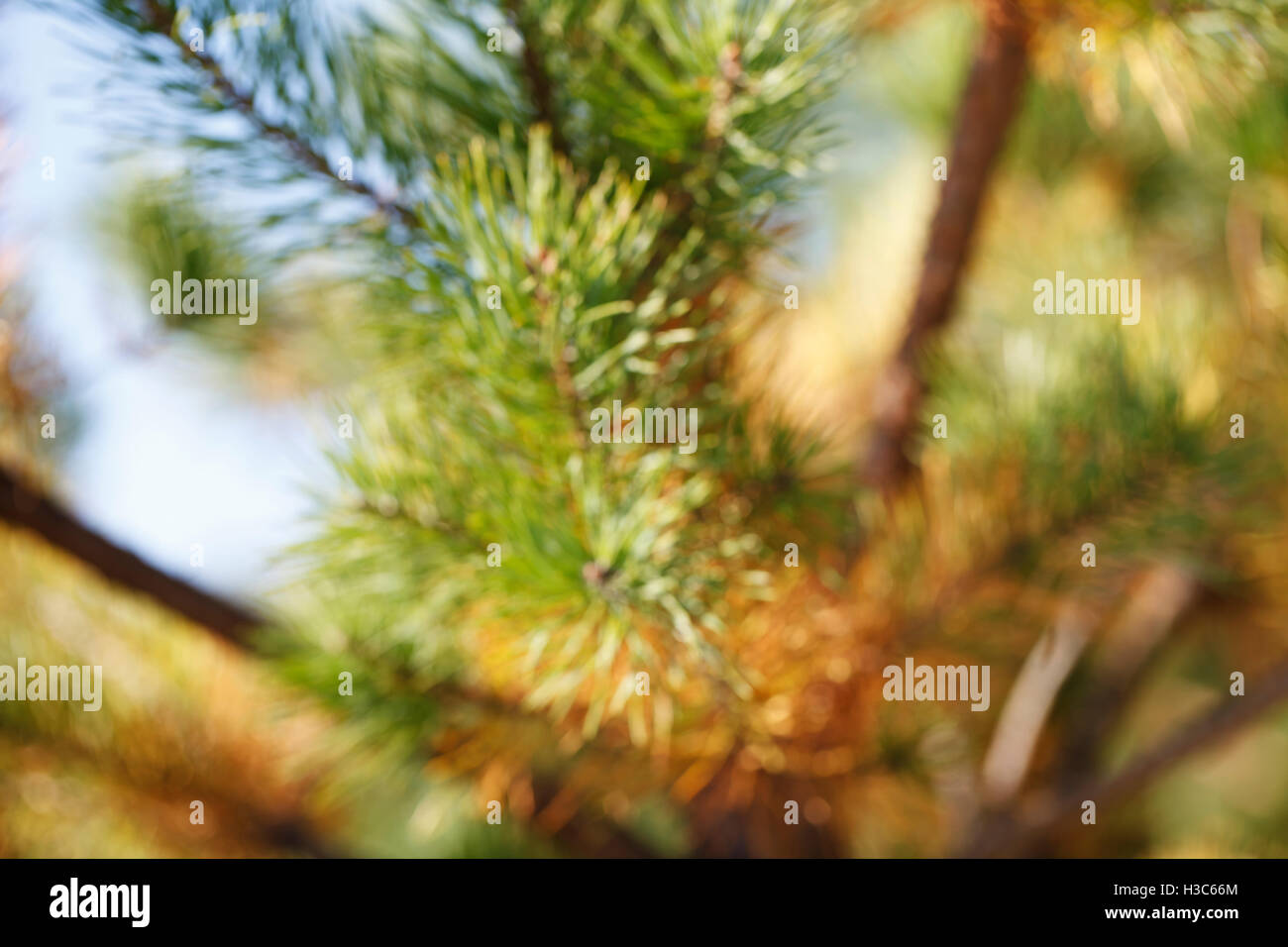 a Christmas tree needles close-up , blurred background Stock Photo - Alamy