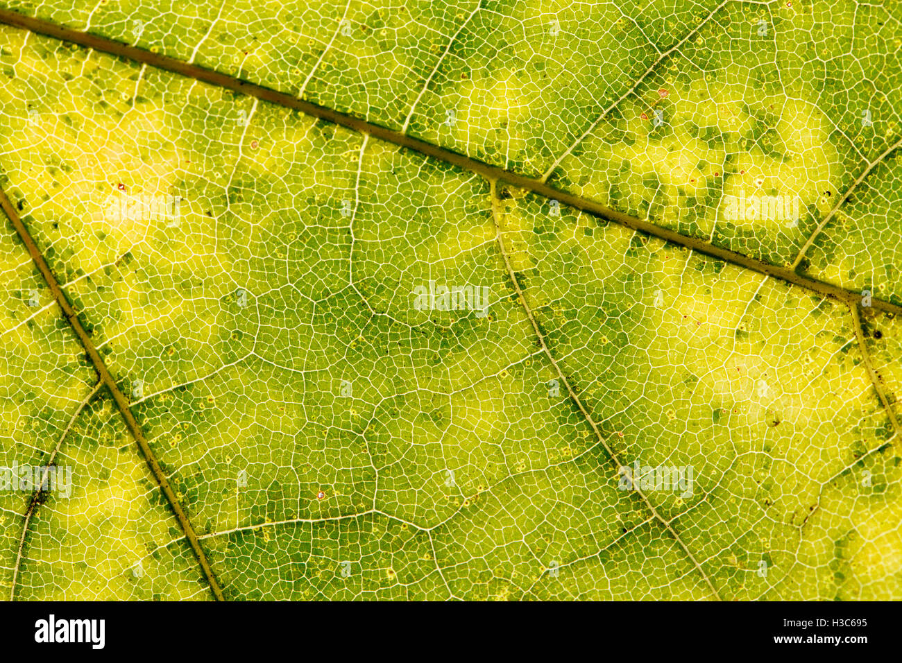 leaf texture close-up, close-up shot of fiber, nature, background Stock ...