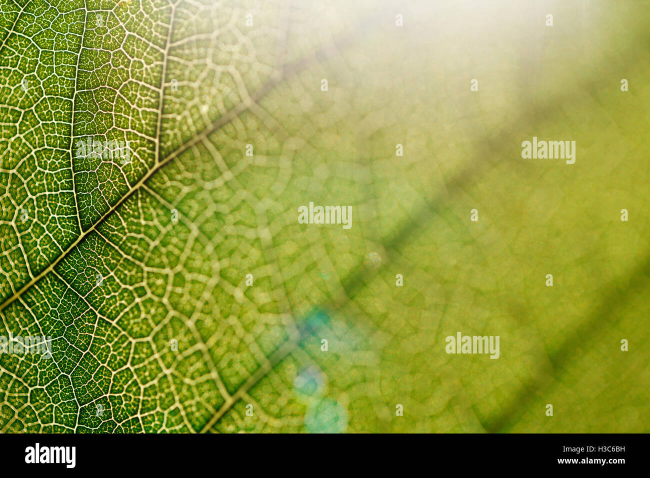 leaf texture close-up, close-up shot of fiber, nature, background Stock ...