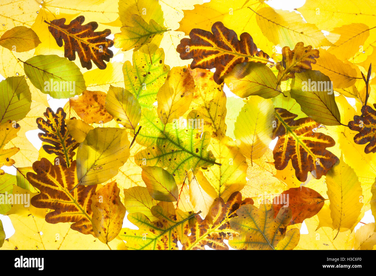 colorful leaves at autumn Stock Photo - Alamy
