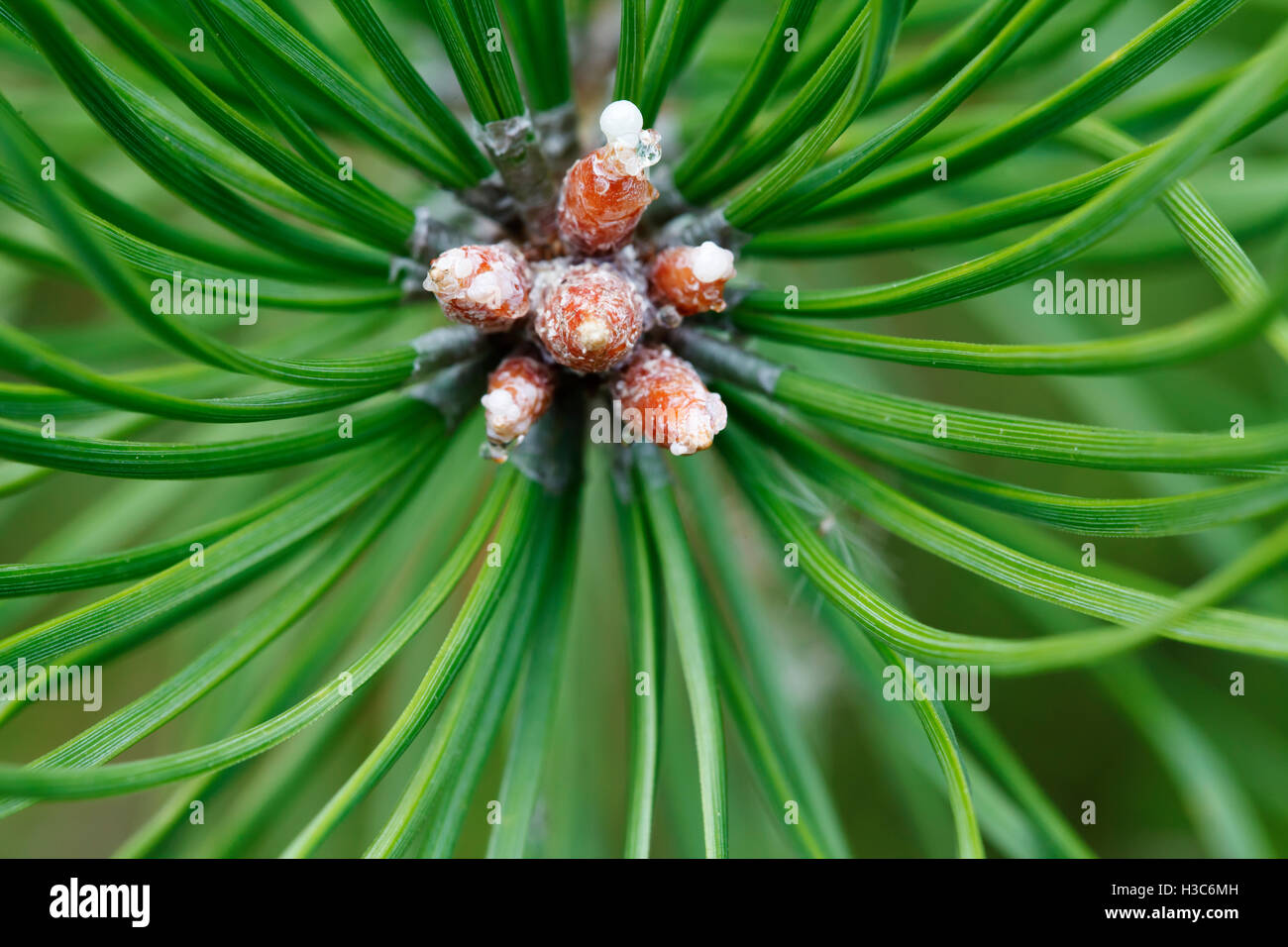 a Christmas tree needles close-up , blurred background Stock Photo - Alamy