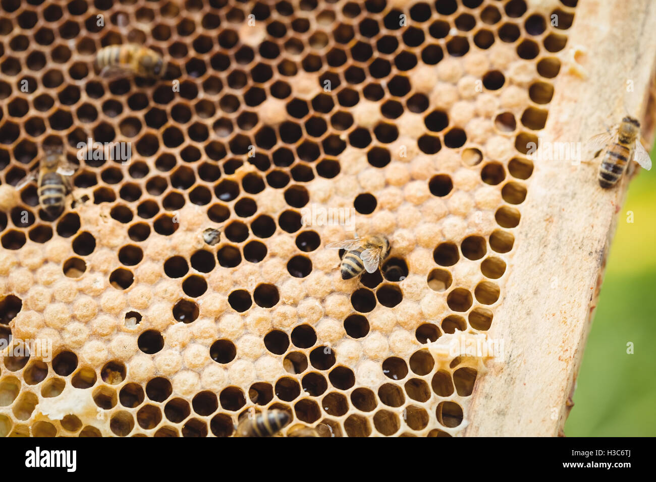 Bee frame with bees hi-res stock photography and images - Alamy