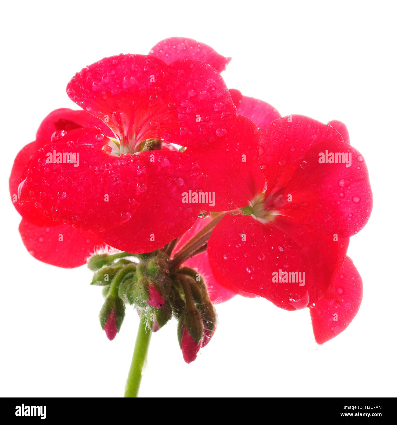 Geranium isolated red hi-res stock photography and images - Alamy