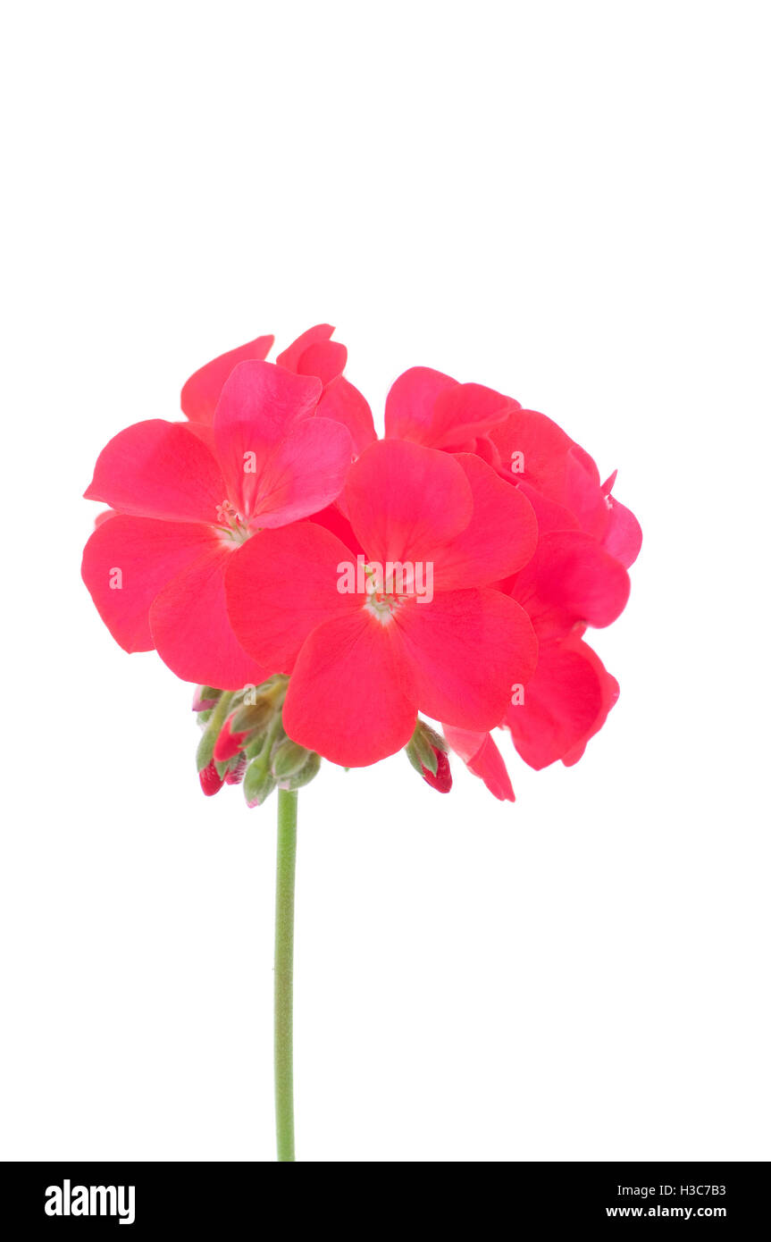Geranium isolated red hi-res stock photography and images - Alamy