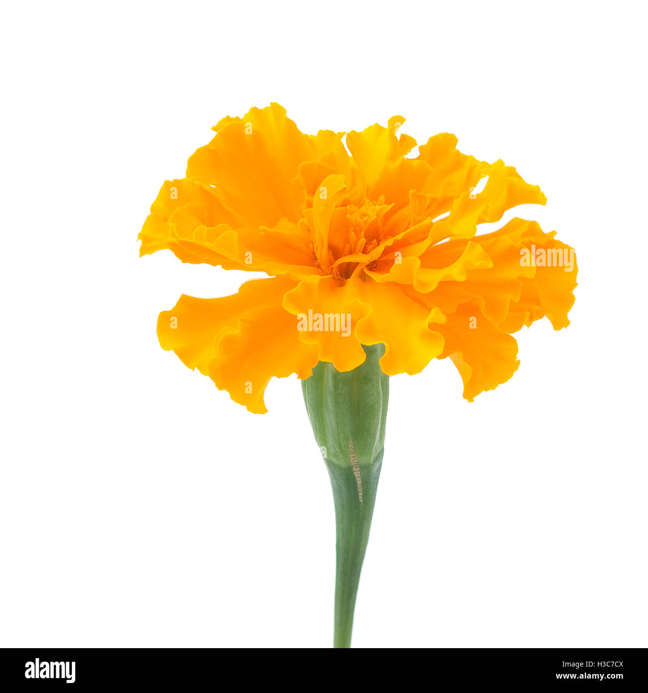 Indian marigold hi-res stock photography and images - Alamy