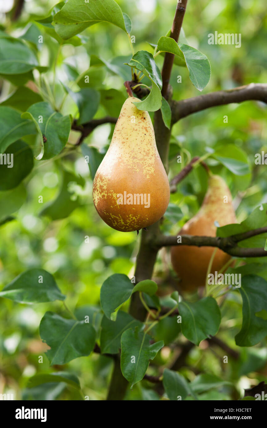 Pear tree fruit hi-res stock photography and images - Alamy
