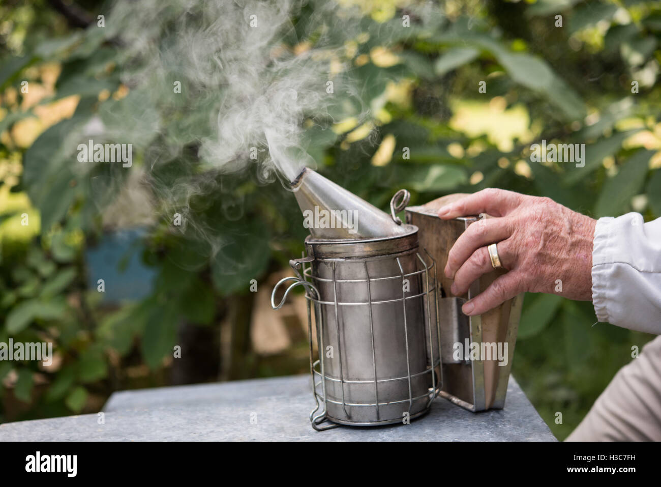 Beekeepers smoking the bees away from hive Stock Photo - Alamy