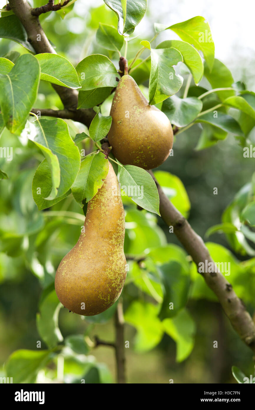 Pear tree fruit hi-res stock photography and images - Alamy
