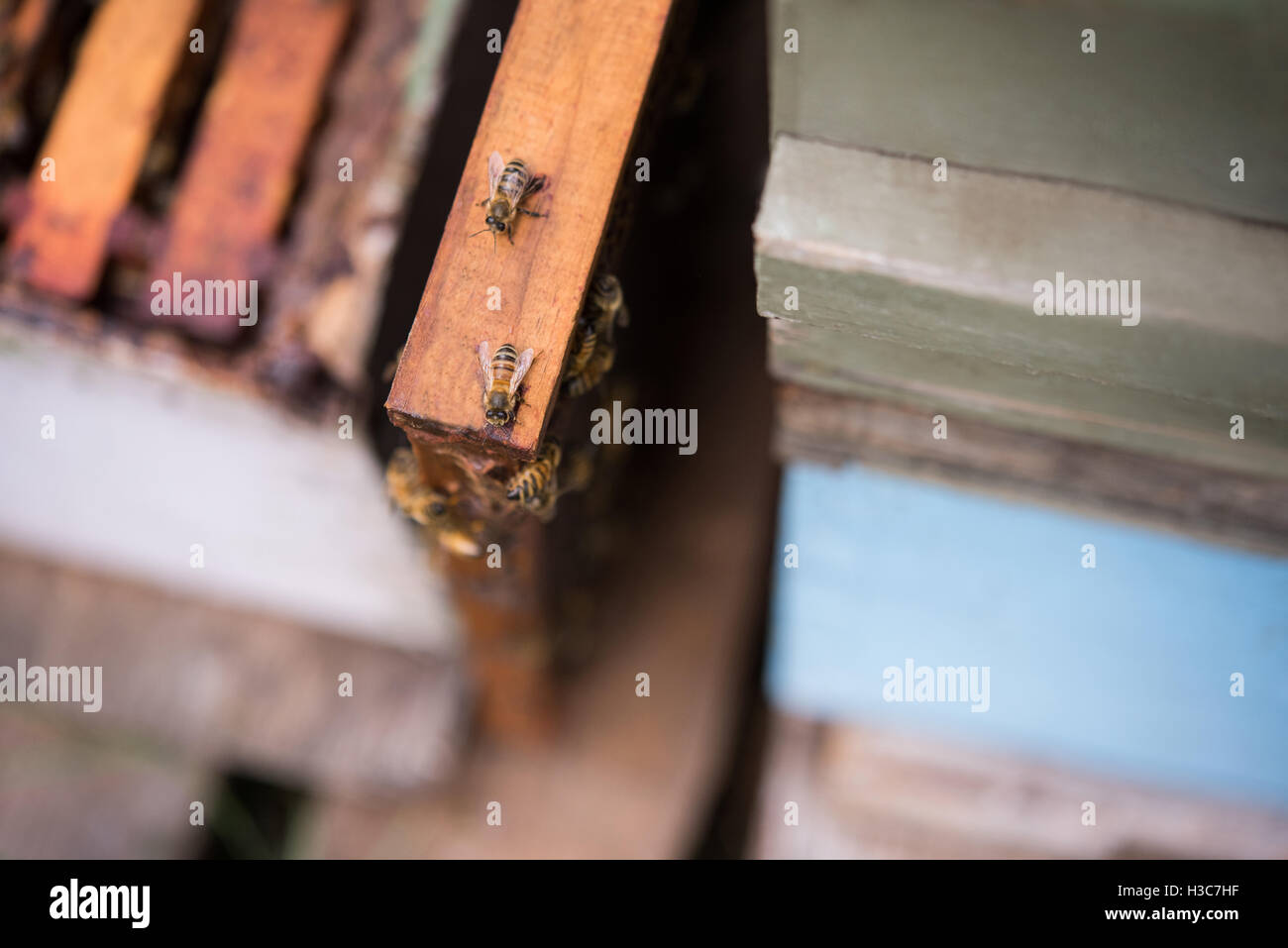 Wooden beehive hi-res stock photography and images - Alamy