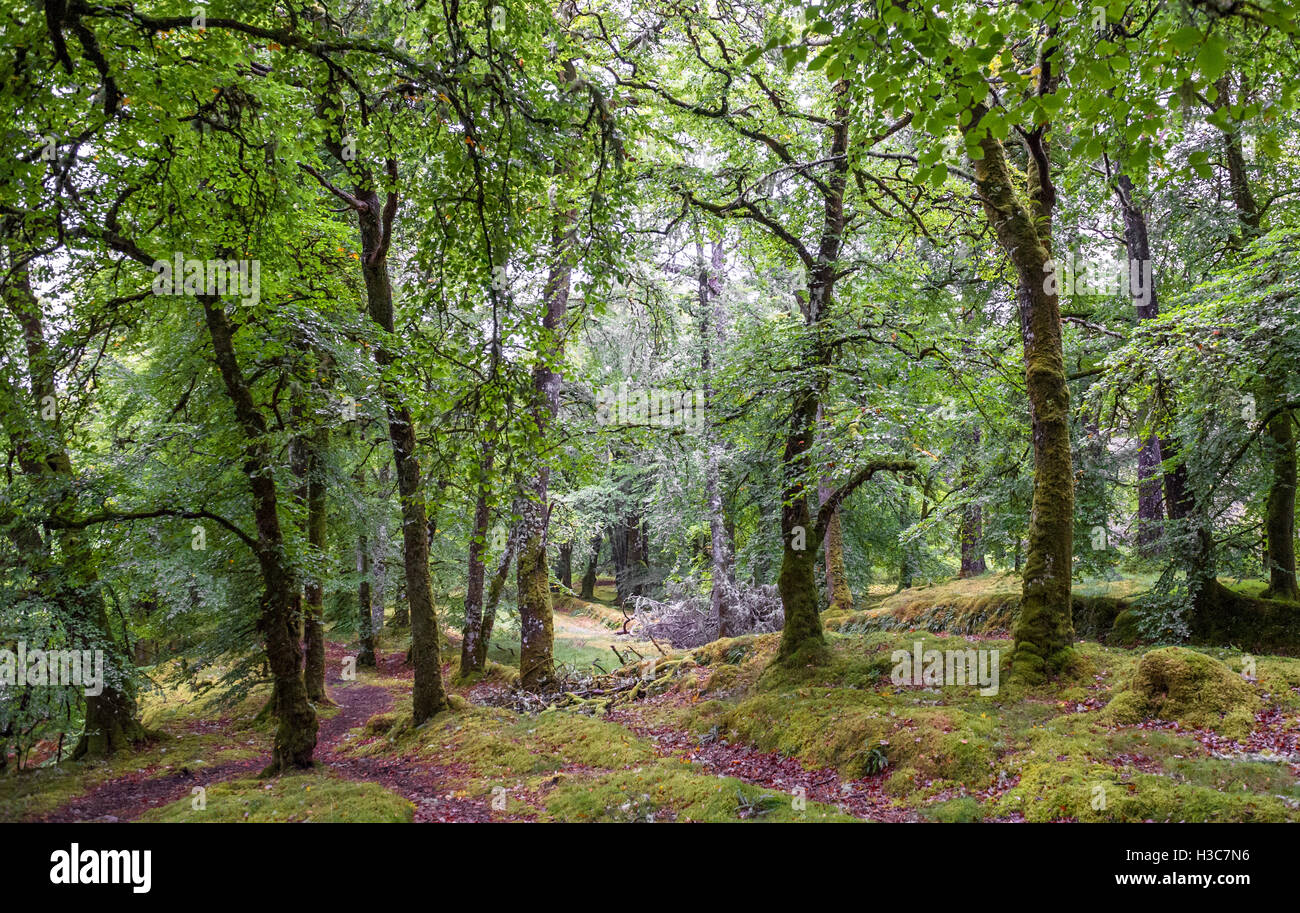 Moss covered deciduous oak and beech woodland, North West Scottish ...