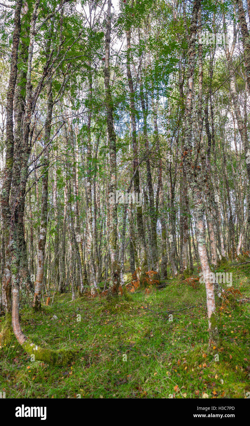 Scottish silver birch hi-res stock photography and images - Alamy