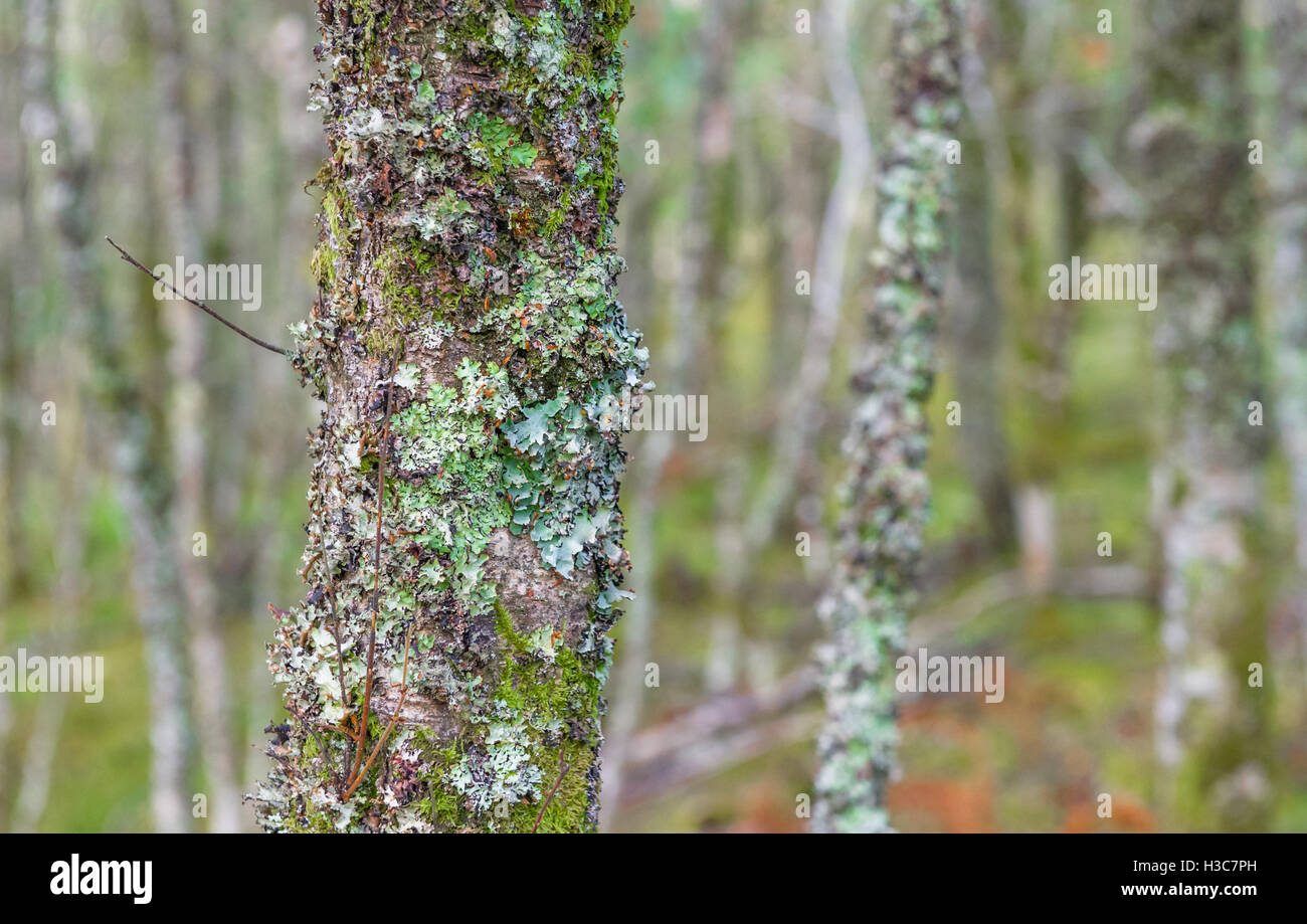Lichen and moss covered Silver Birch trees in a Scottish Woodland Stock ...