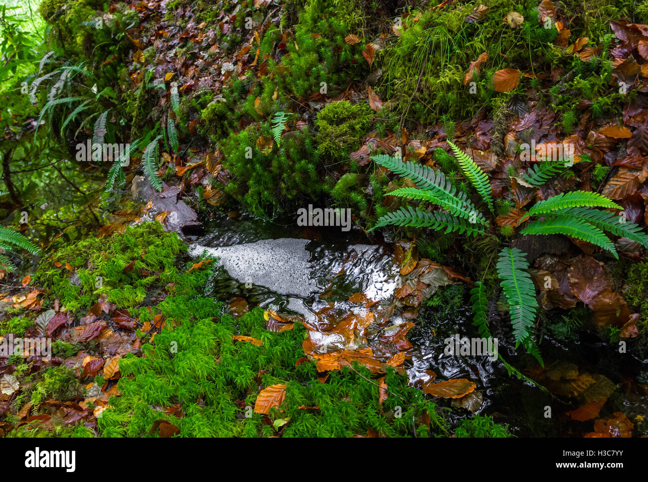 Stream side plants hi-res stock photography and images - Alamy