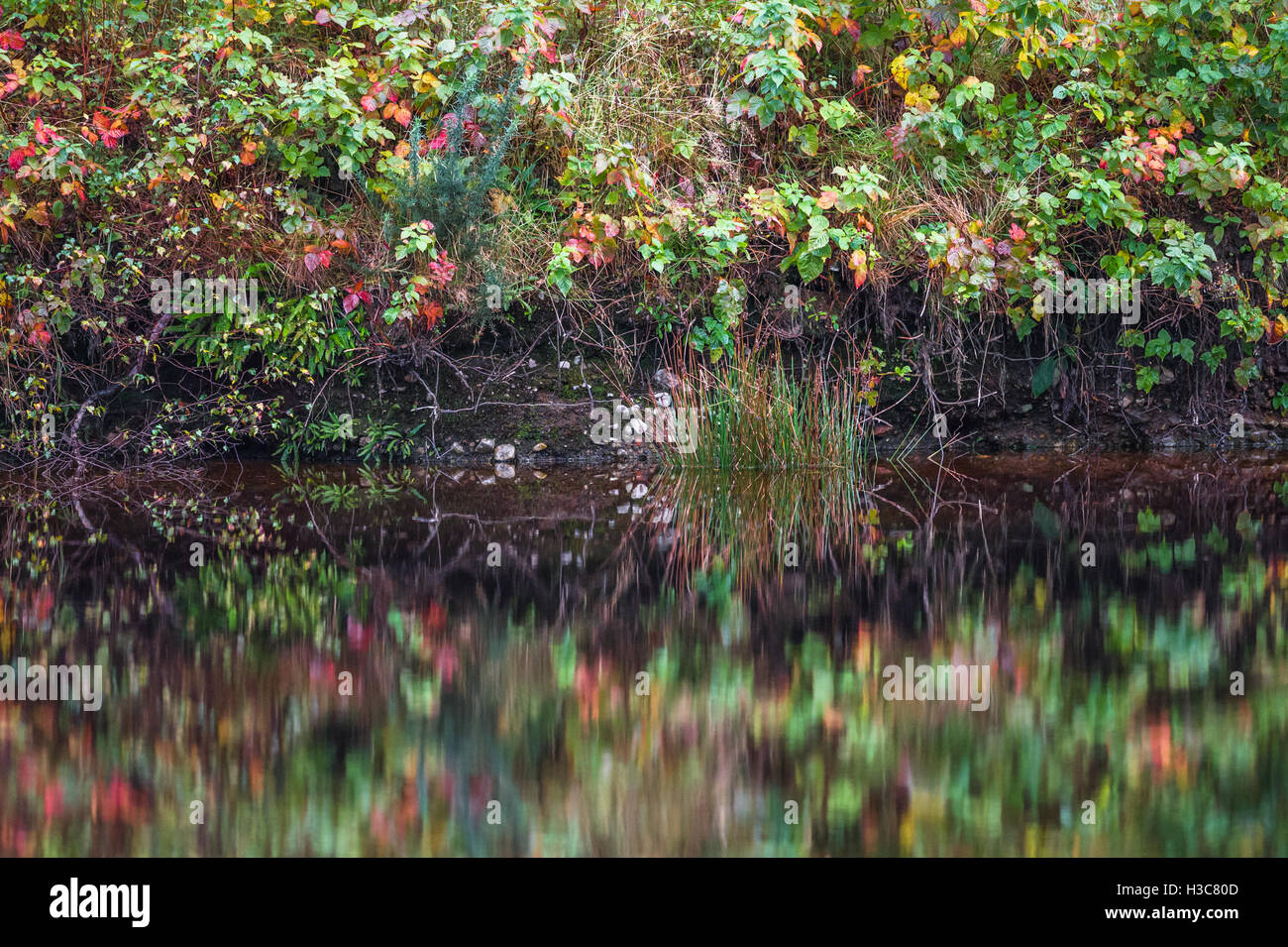 Bank plant hi-res stock photography and images - Alamy