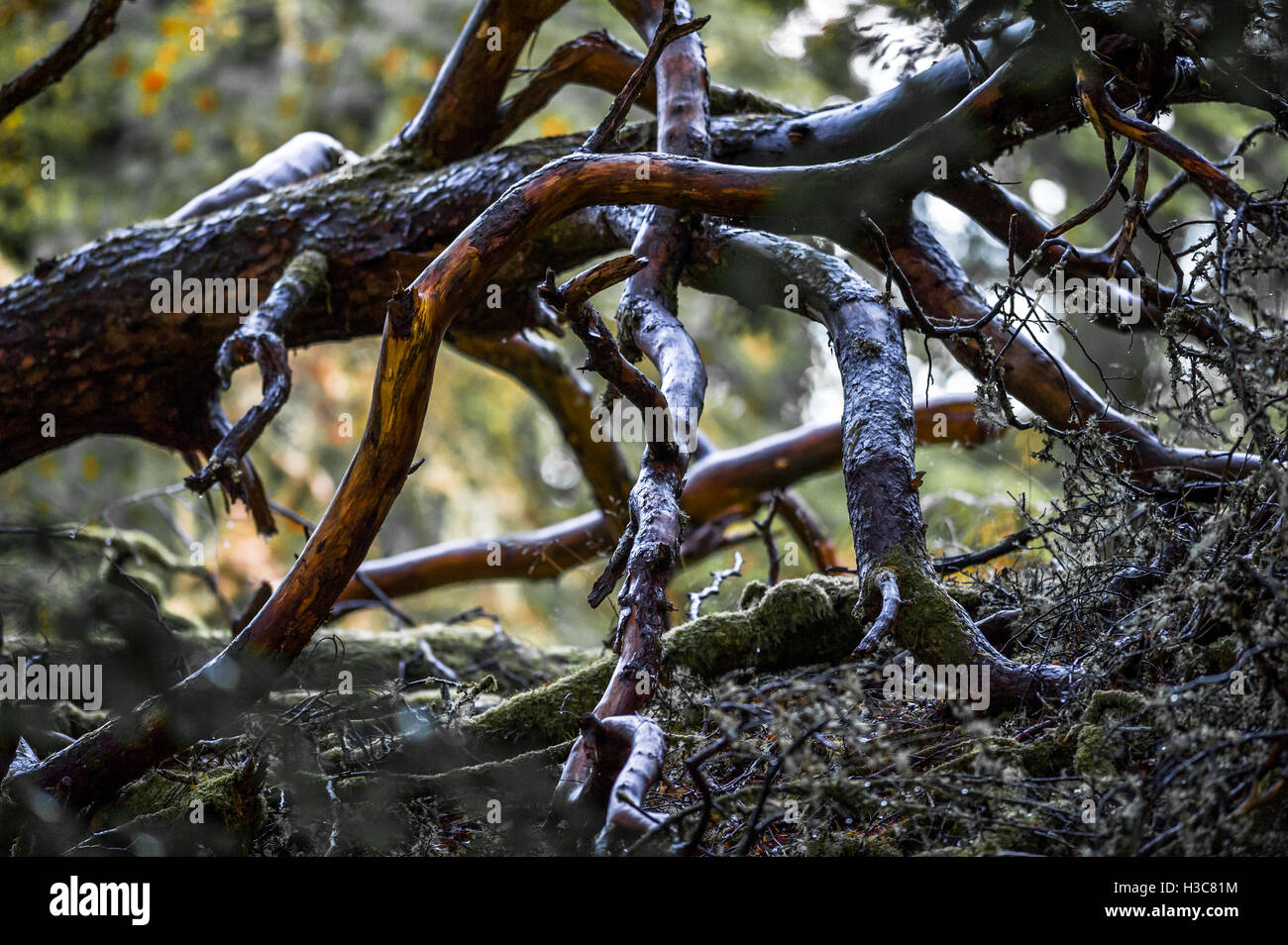 Scottish Pine Tree High Resolution Stock Photography and Images - Alamy