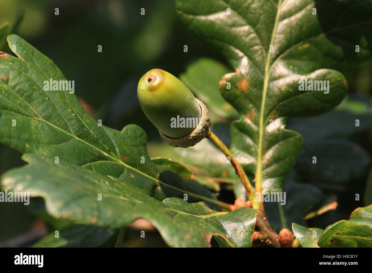 English oak acorns hi-res stock photography and images - Alamy