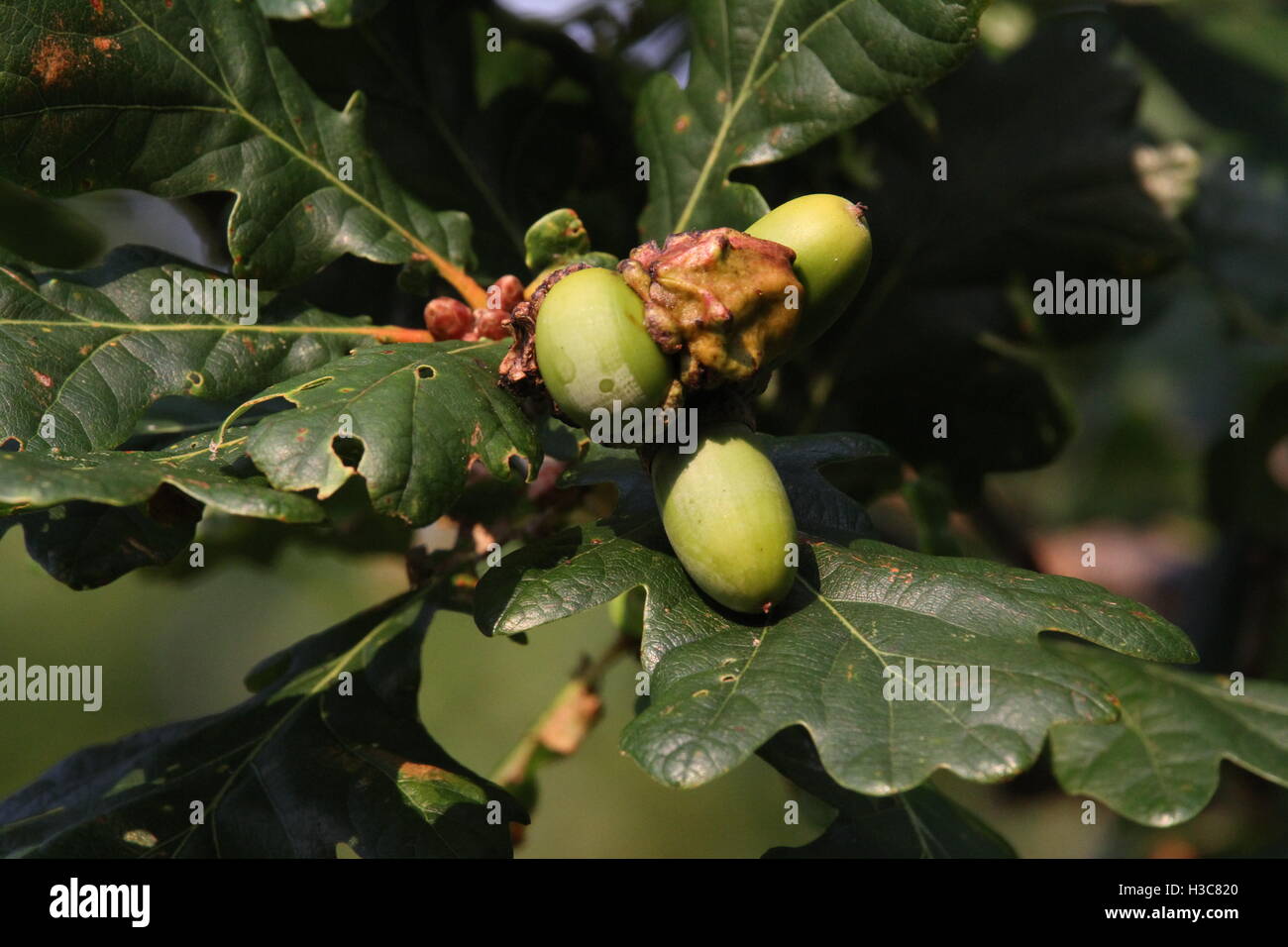 English oak acorns hi-res stock photography and images - Alamy