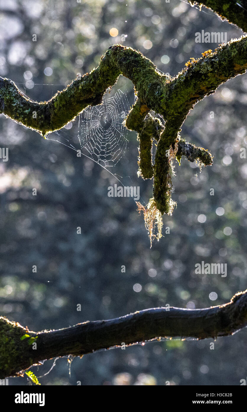 Cobweb hanging hi-res stock photography and images - Alamy