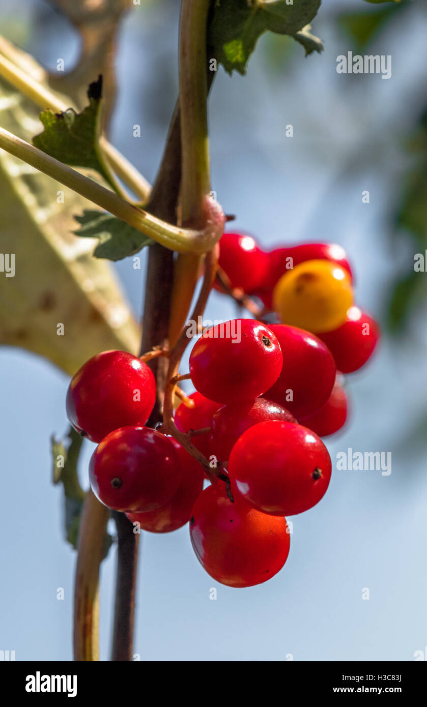 Close-up of the ripe poisonous fruit berries of the White of Red Bryony ...