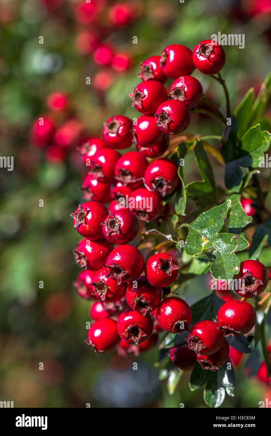 Hawthorn berry bird hi-res stock photography and images - Alamy