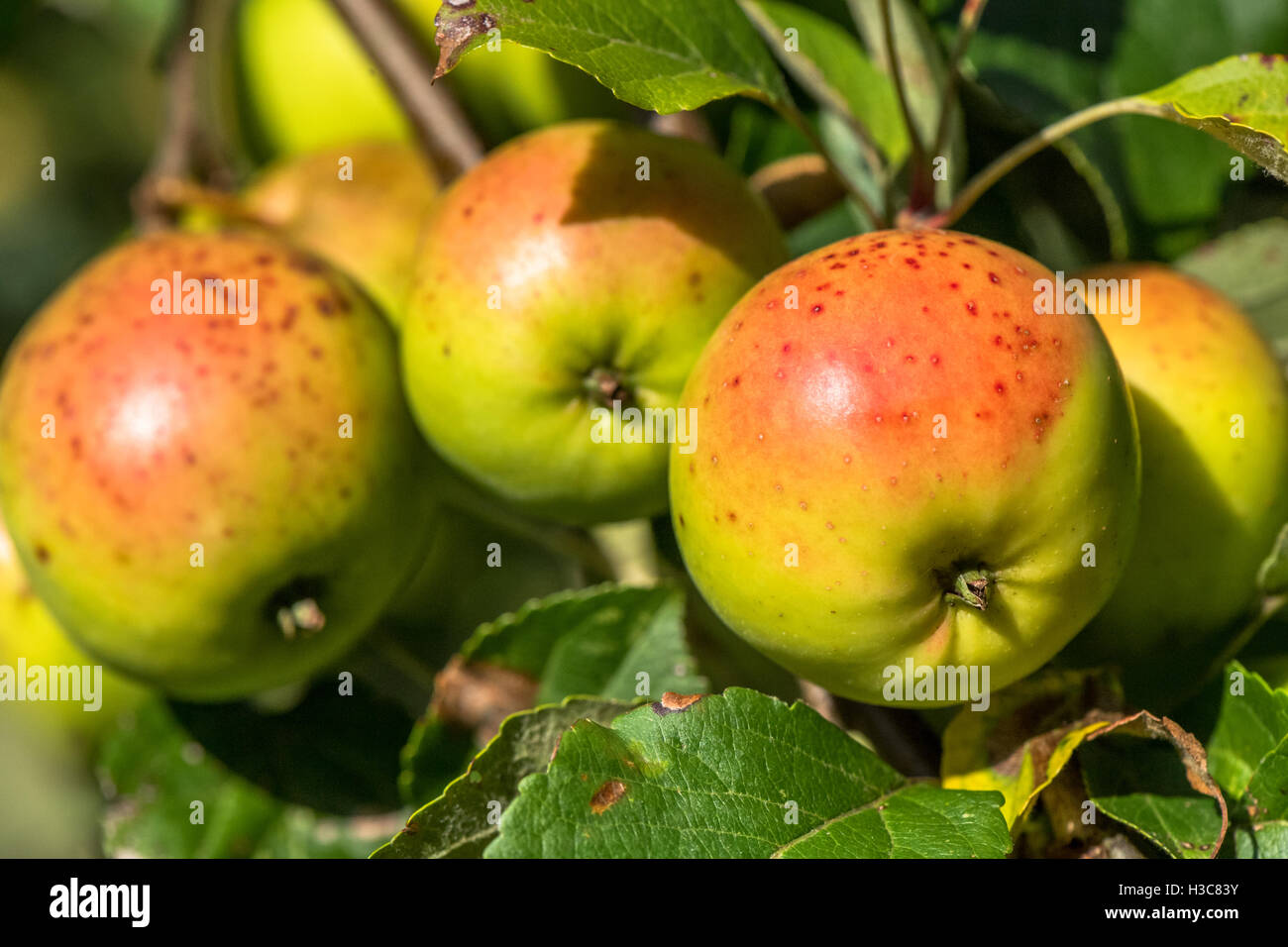 Ripe crab apples hi-res stock photography and images - Alamy