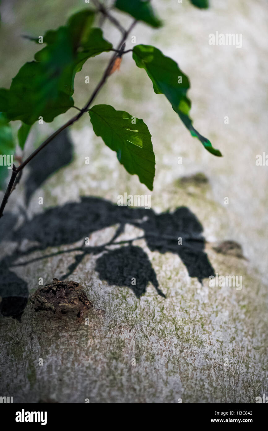 Deciduous leaves on trunk tree hi-res stock photography and images - Alamy